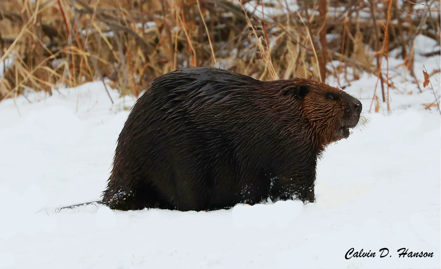 Beaver in the winter – Dec 6-2018 – Photo 1 – The Cornwall Free News