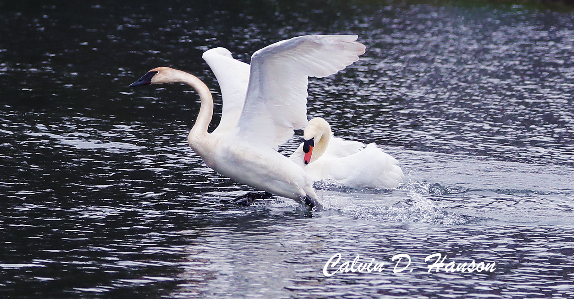 Rare TRUMPETER SWANS Photographed by Calvin Hanson in South Stormont ...